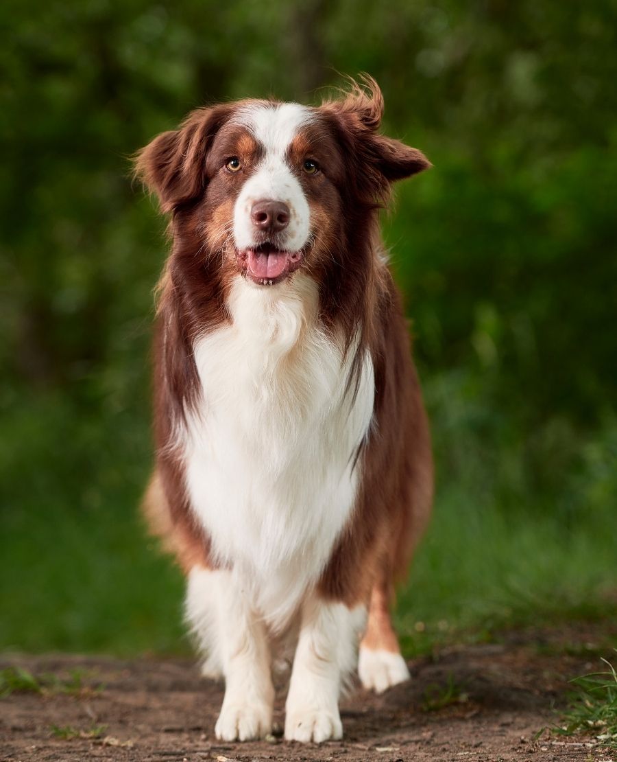 20 Red Dog Breeds Everyone Is Talking About | Puplore
