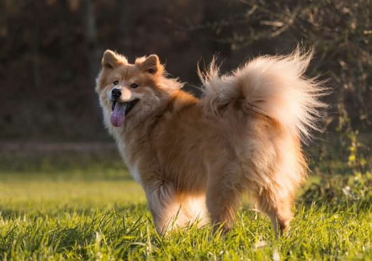 Big Fluffy Dog Breeds: 30 Adorably Large Fluffy Dogs | Puplore