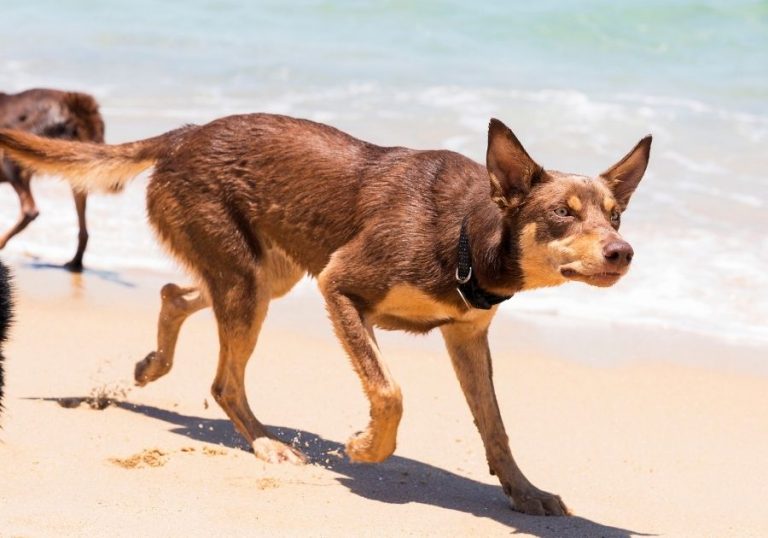 20 Red Dog Breeds Everyone Is Talking About | Puplore