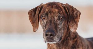 Rhodesian Labrador: Rhodesian Ridgeback Lab Mix Guide | Puplore