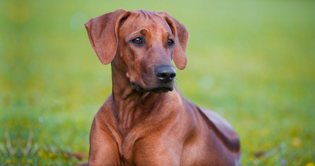 Rhodesian Ridgeback: 15 Facts About The African Lion Dog | Puplore