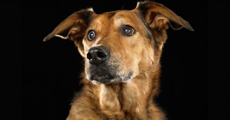 Rhodesian Ridgeback German Shepherd Mix Guide | Puplore