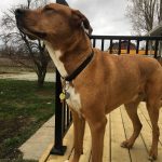10 Popular Rhodesian Ridgeback Mixes (w/ Pictures) | Puplore