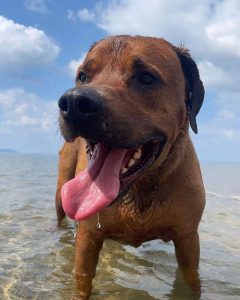 10 Popular Rhodesian Ridgeback Mixes (w/ Pictures) | Puplore