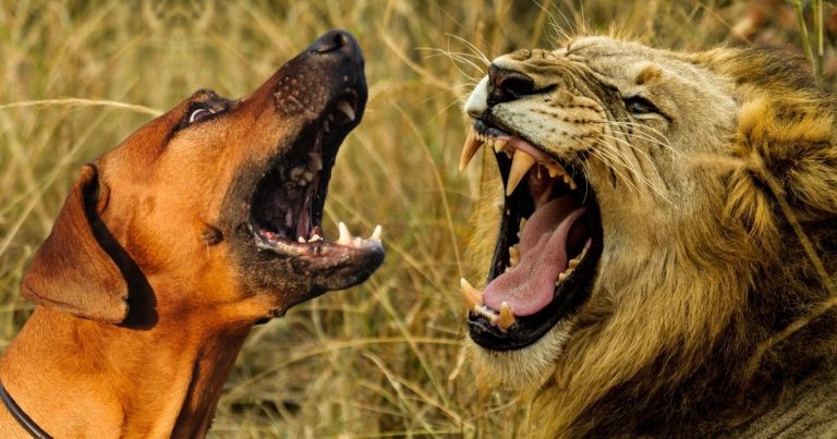 Rhodesian Ridgeback Vs Lion: Can A Ridgeback Kill A Lion? | Puplore