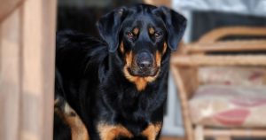 Rotterman: Doberman Rottweiler Mix Breed Guide | Puplore