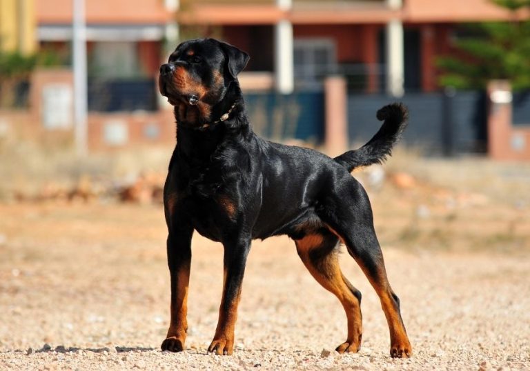 30 Adorable Rottweiler Mix Breeds (With Pictures) | Puplore