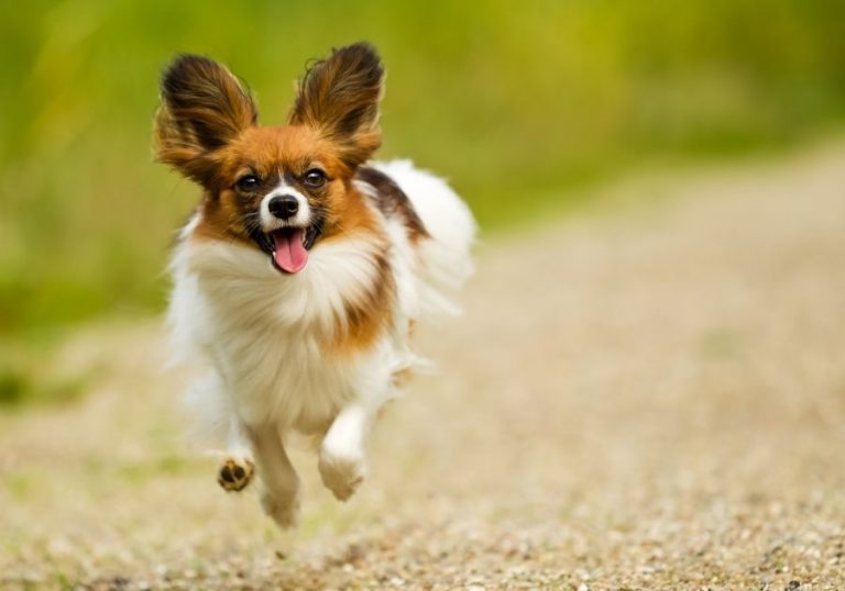 Fastest Dog Breeds: 32 Fastest Dogs In The World | Puplore
