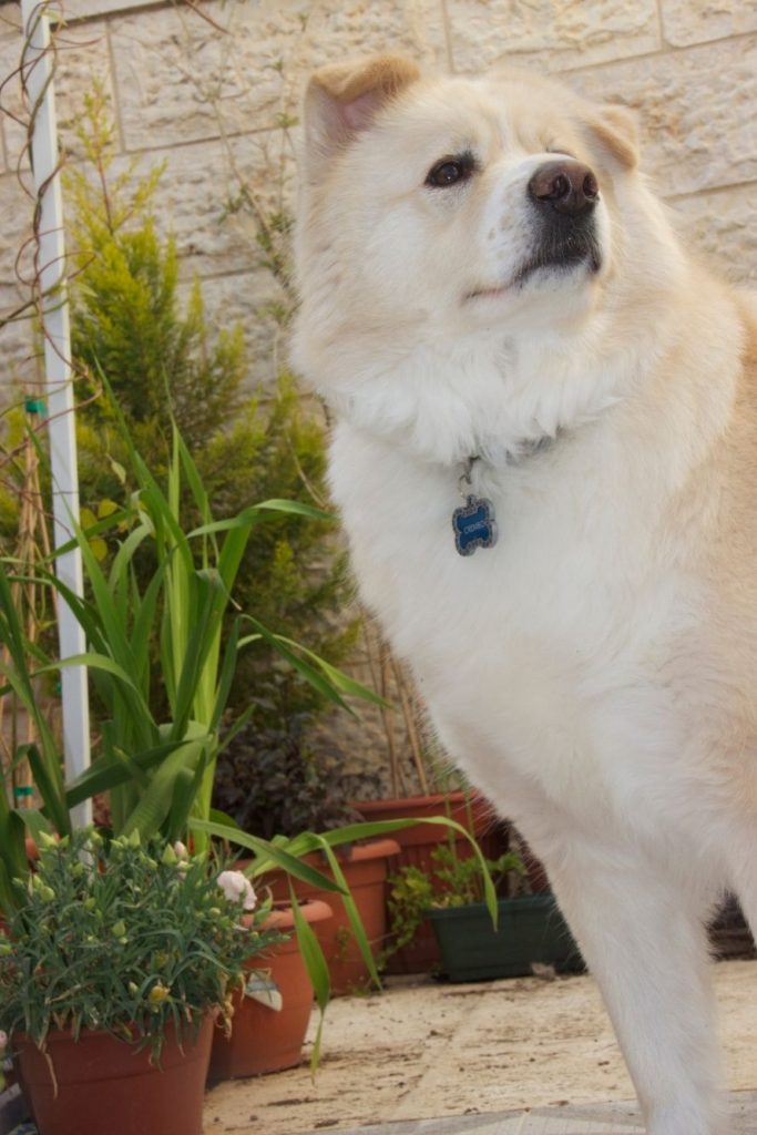 Samoyed Husky Mix: A Complete Samusky Guide | Puplore