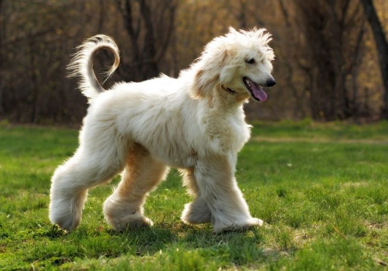 25 White Fluffy Dog Breeds You'll Love (Big & Small) | Puplore