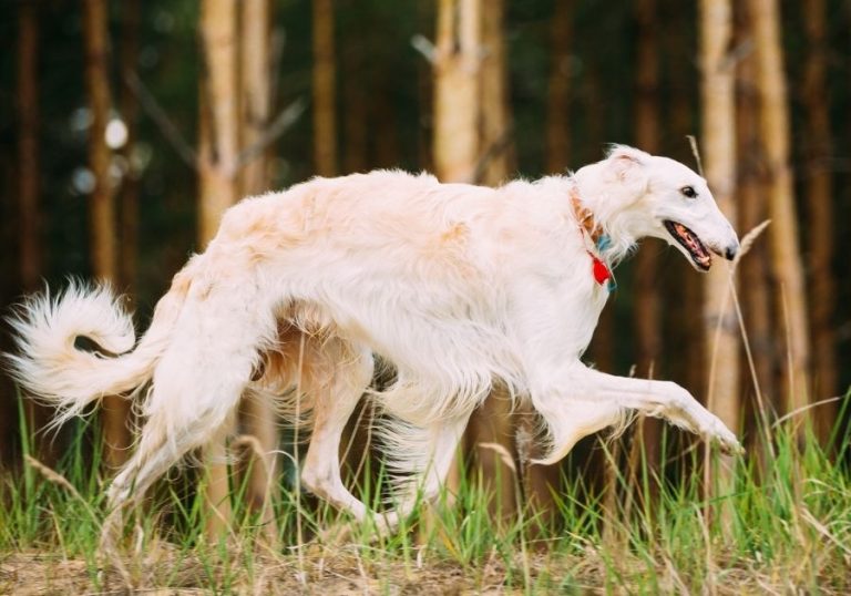 25 White Fluffy Dog Breeds You'll Love (Big & Small) | Puplore