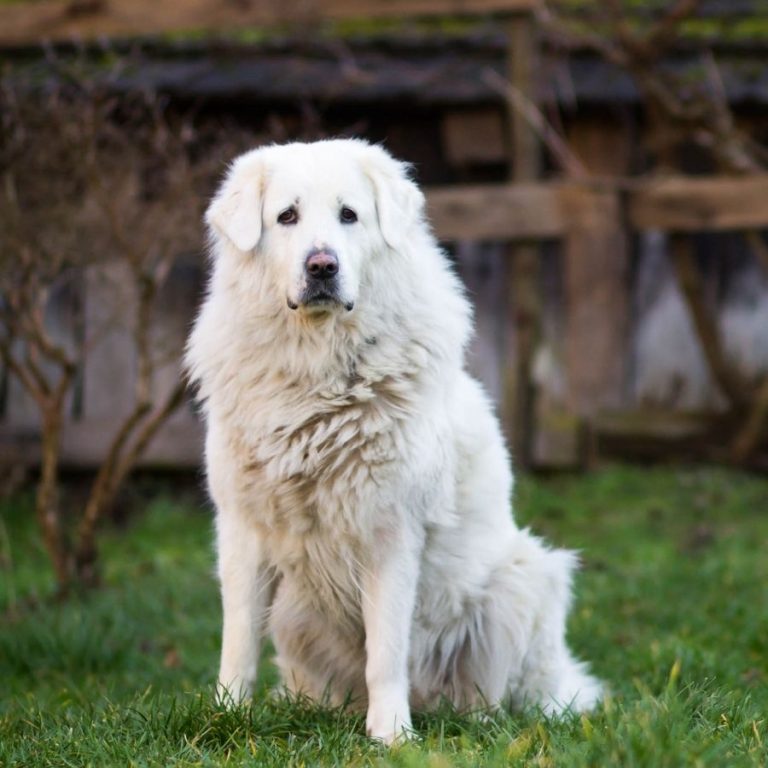 25 White Fluffy Dog Breeds You'll Love (Big & Small) | Puplore