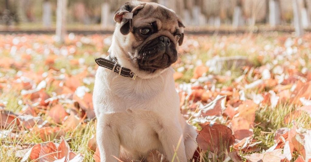30 Slowest Dog Breeds in the World (They Never Hurry!)