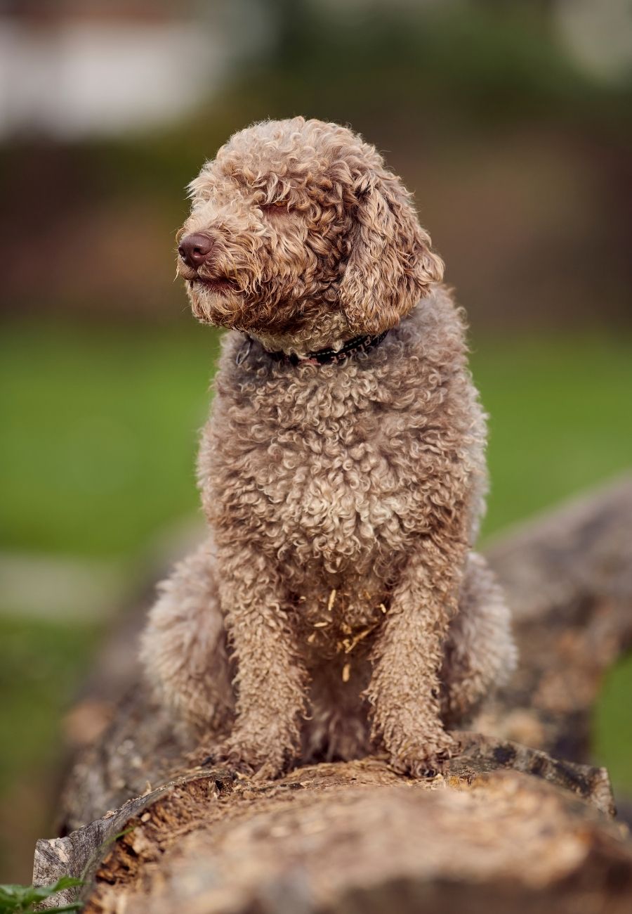 20 Curly Haired Dog Breeds That Are Totally Gorgeous | Puplore