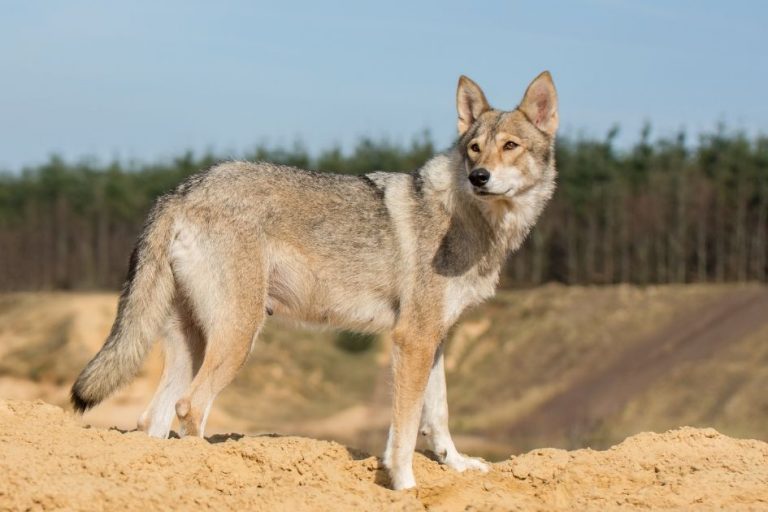 10 Dogs That Look Like Coyotes But Aren't | Puplore