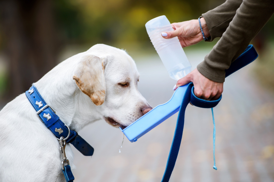 Teaching Your Labrador Good Manners : 9 Rules to Understand