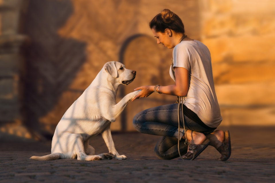 How to Train a Labrador Retriever - 3 Important Training Tips