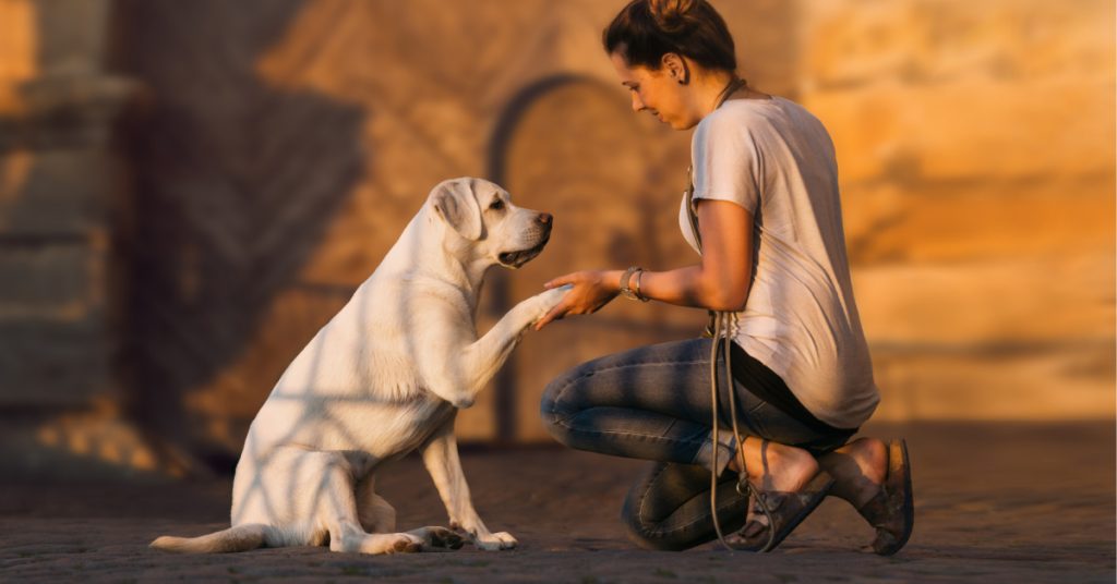 How to Train a Labrador Retriever - 3 Important Training Tips