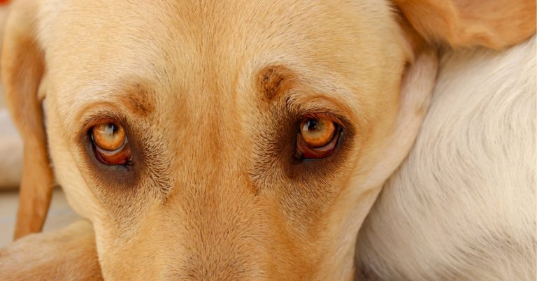 Aggressive Labrador Retriever: Top 7 Tips to Deal with It | Puplore
