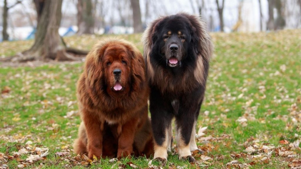 Top 10 Most Expensive Dog Breeds In The World Ranked | Puplore