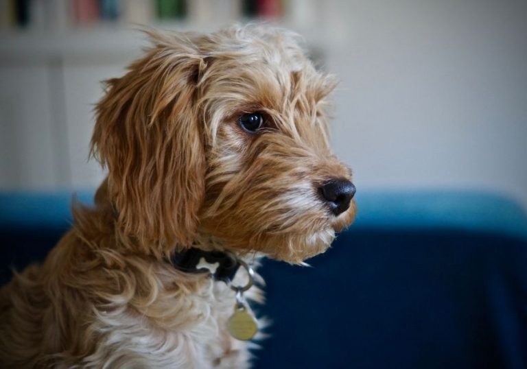 Cockapoo Full Grown Sizes: Standard, Mini, Toy & Teacup | Puplore