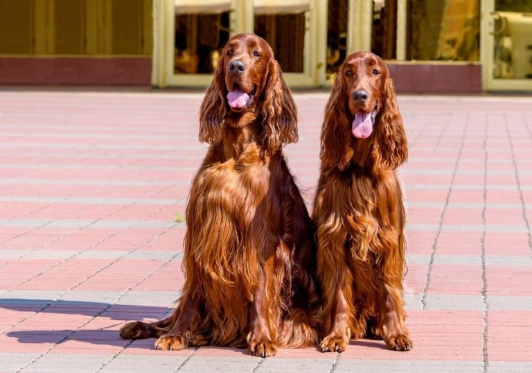 20 Red Dog Breeds Everyone Is Talking About | Puplore