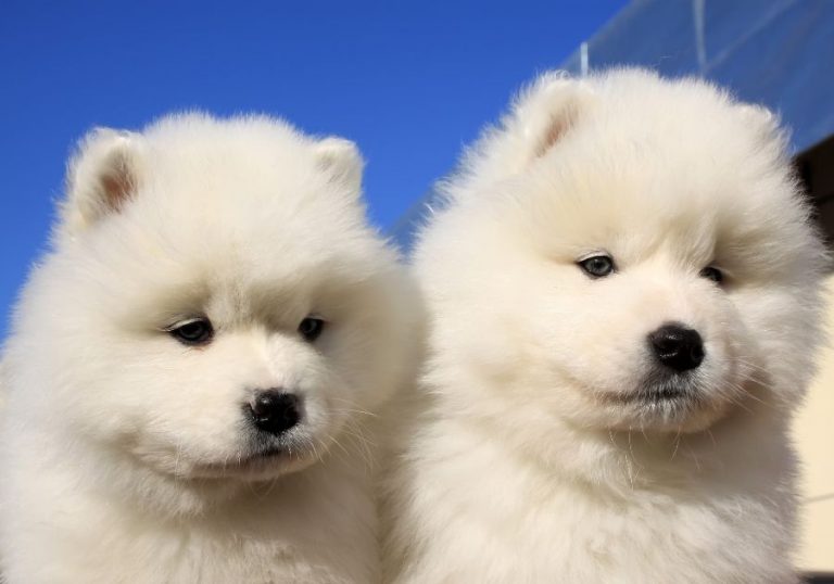 Panda Dogs: 10 Dogs That Look Like Pandas | Puplore
