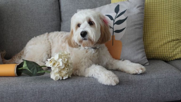 9 Best Cavapoo Breeders In Texas (TX) | Puplore