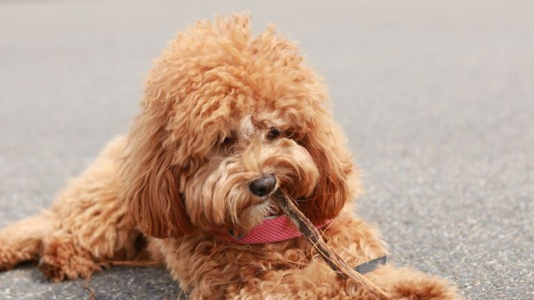 6 Best Cavapoo Breeders in New England | Puplore