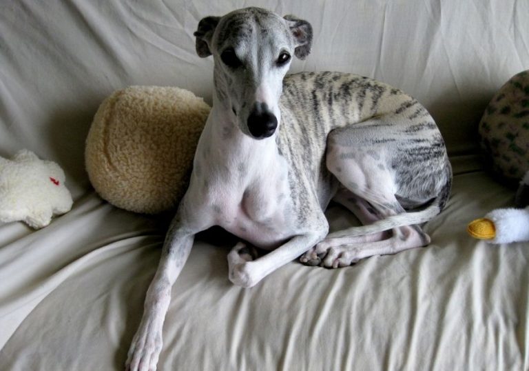 Dogs That Don't Smell: 30 Least Smelly Dog Breeds | Puplore