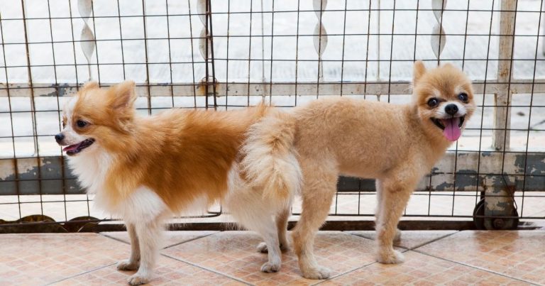 Why Do Dogs Get Stuck When They Mate? Vet Explains | Puplore