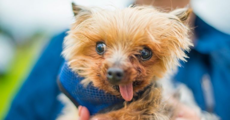 150+ Worst Dog Names That Are Terribly Inappropriate | Puplore