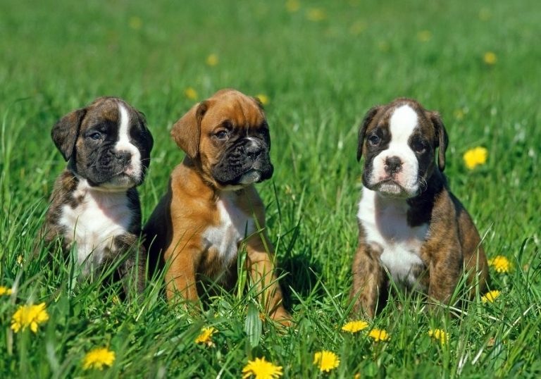 Boxer Price: How Much Does A Boxer Puppy Cost? | Puplore