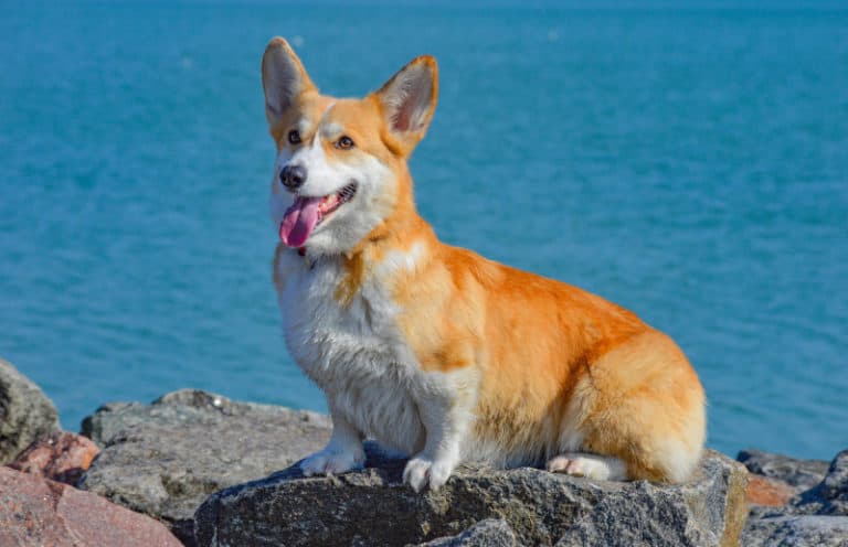 30 Slowest Dog Breeds in the World (They Never Hurry!)