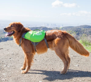 5 Best Dog Backpacks for Hiking (2023 Reviews) | Puplore
