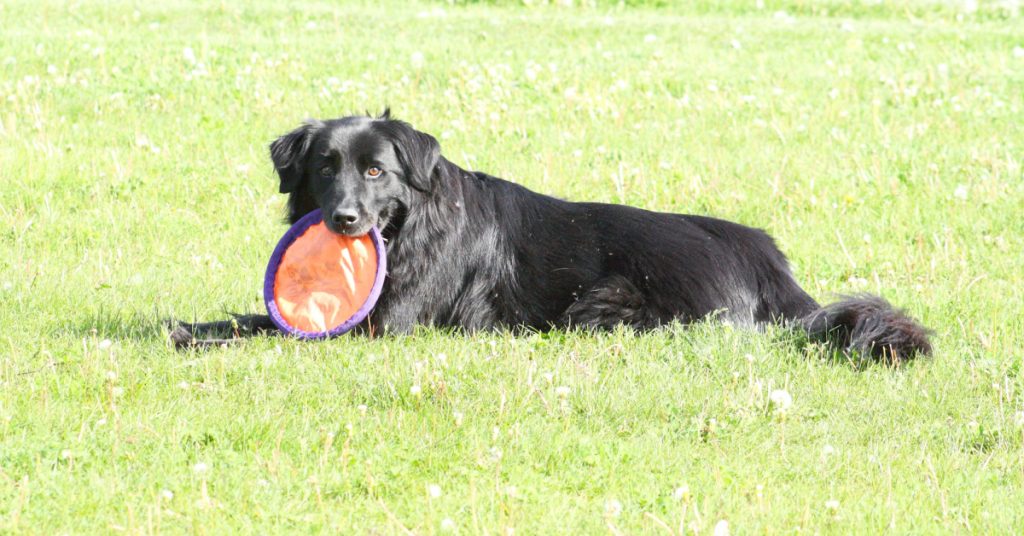 How Long Do Labrador Retrievers Live on Average? – Lab Lifespan