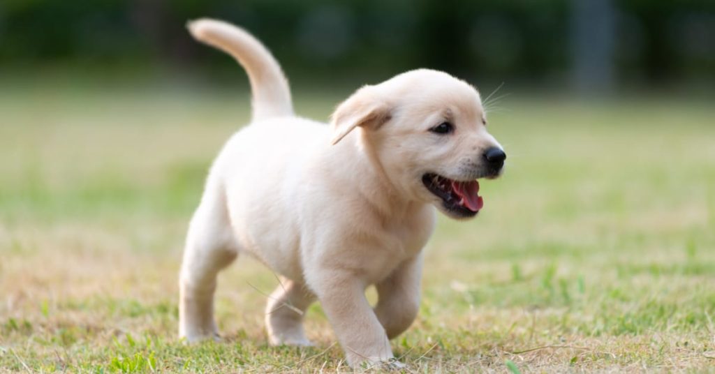 Puppy Care Tips: How to Raise a Lab Puppy if You're a Beginner