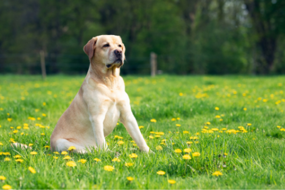 How to Increase Labrador Height | Puplore