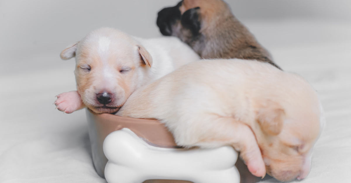 Labrador Puppy: Bringing Home Your New Essential Tips To Know