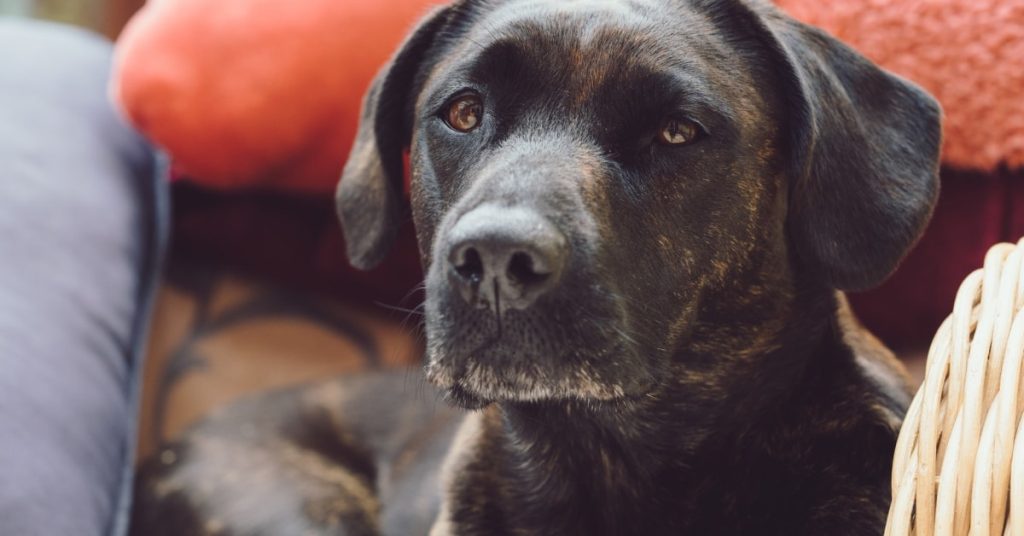 5 Different Ways to Teach a Labrador to Spin | Puplore