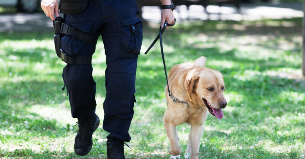 6 Easy Steps on How to Train Your Labrador to Attack on Command