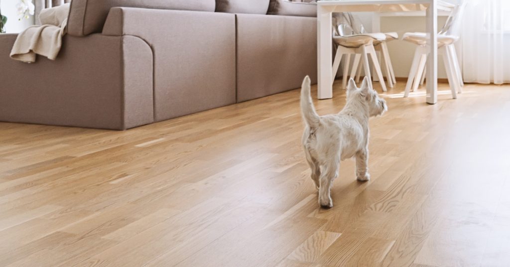 Labrador Puppy: Bringing Home Your New Essential Tips To Know