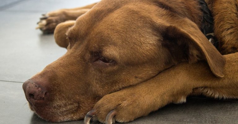 Labrador Back Leg Problems and Possible Treatment Options