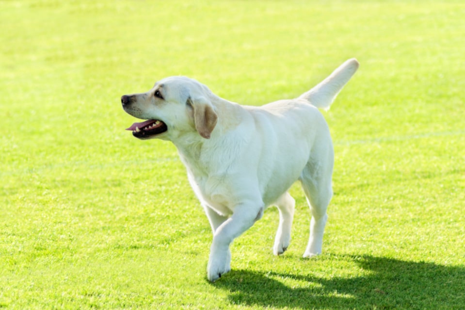 Labrador: Pet, Show Dog, or Hunter? Advice for Knowing the Best ...