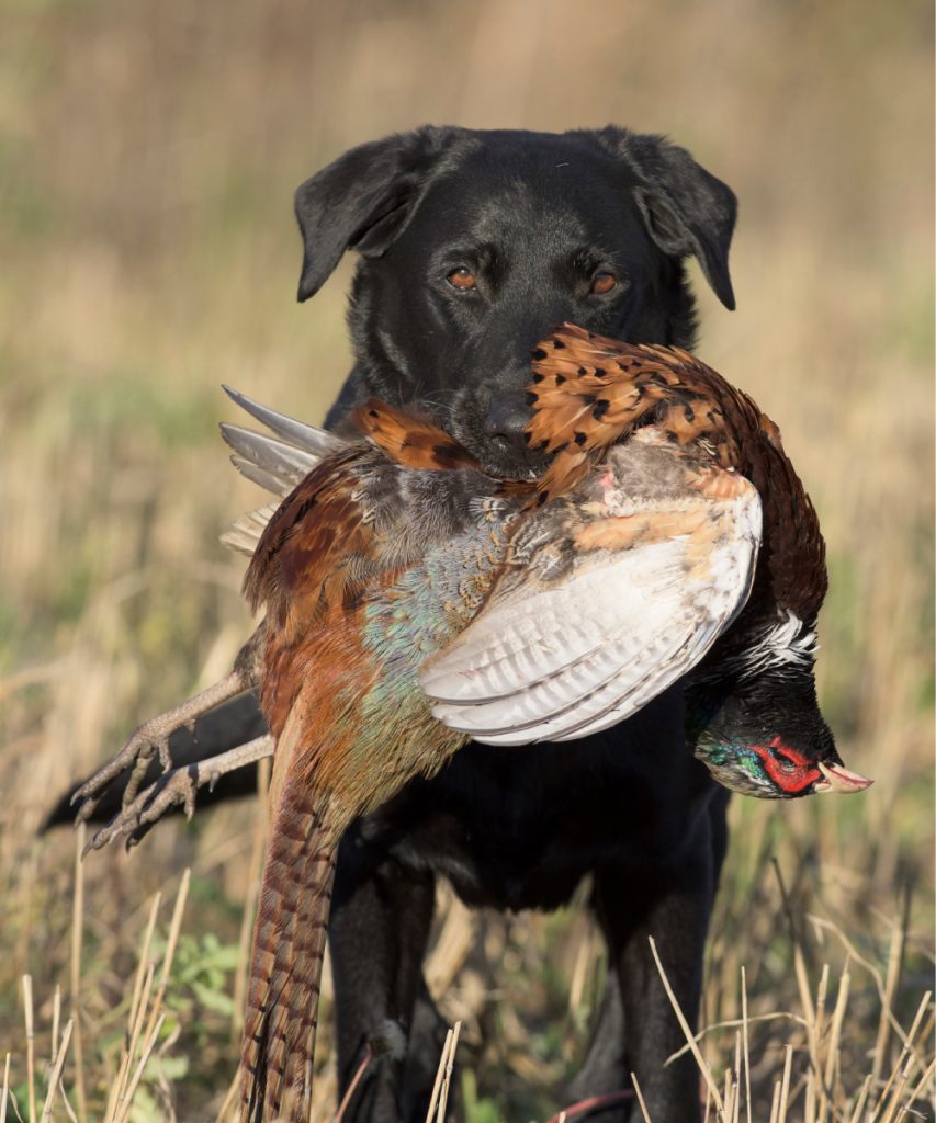 How to Play with Your Labrador Puppy: A Complete Guide