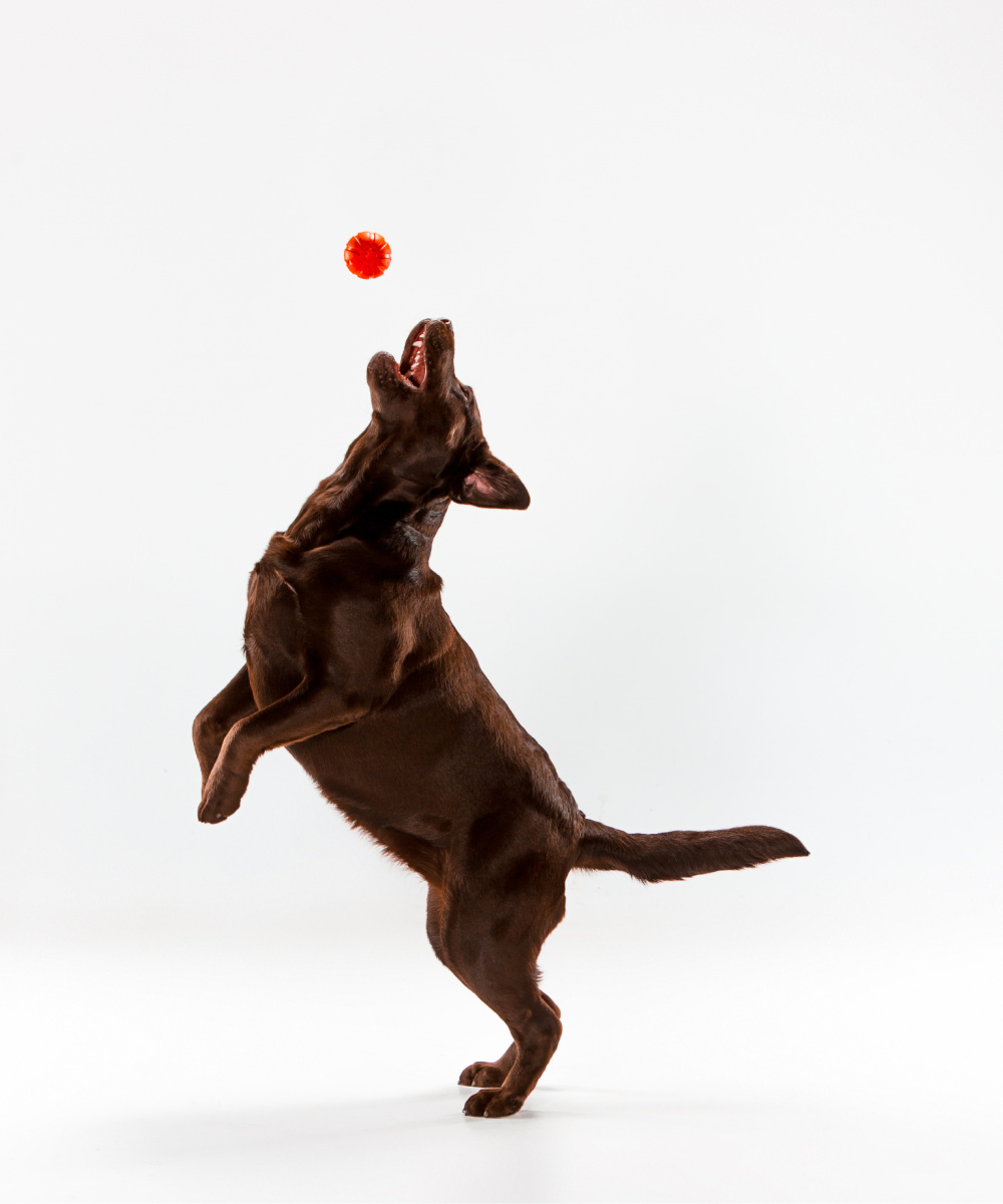 How to Play with Your Labrador Puppy: A Complete Guide