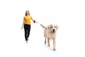 Labrador Walking Problems: The Causes and How to Treat Them