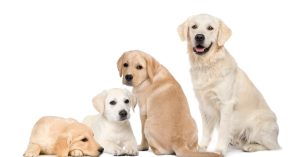 Labrador Retriever Behavior by Age - Things to Know About