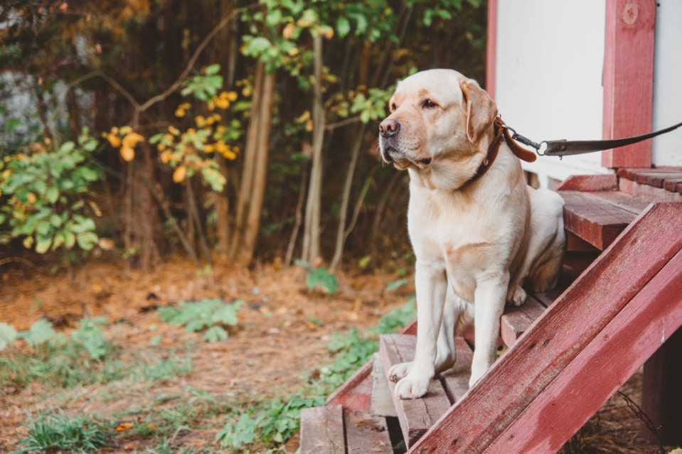 Labrador Retriever Rescue Issues - How to Prepare for Them