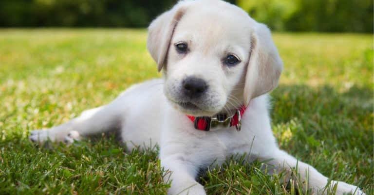 Mental Stimulation for Lab Puppies - Tips to Know | Puplore